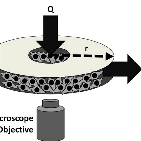 4 A Parallel Plate Flow Chamber Systems Apply Homogeneous Laminar Shear Download Scientific