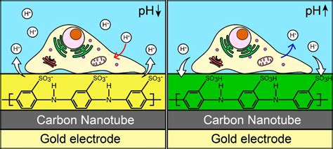 Ph Modulation In Adhesive Cells With A Protonic Biotransducer Miyake Research Group
