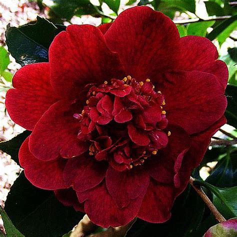 Red Shiraz Camellia Flower Planting Flowers Garden Nursery