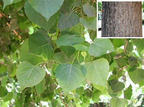 Canadian Poplar Tree