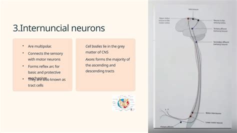 Classification Of Neurons In Depth Overview Of The Classification Of