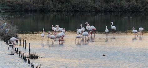 Flamingo Migration In Israel And A Visit To Atlit Israel In Photos