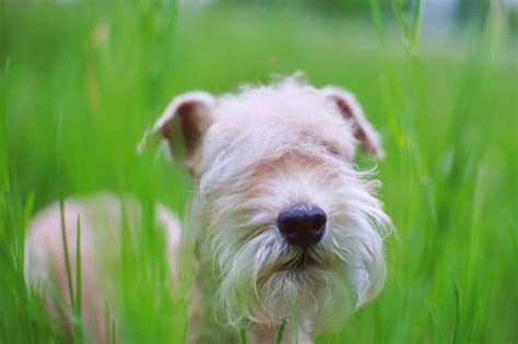 녹색 잔디에 야외 포즈 빨간 호수 지방 테리어 강아지의 초상화 개에 대한 스톡 사진 및 기타 이미지 개 개과 공원 Istock