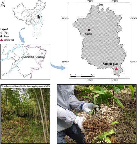 Study site location of the moso bamboo-rhizoma bletillae intercropping... | Download Scientific ...
