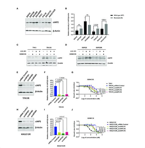 Ciap2 Overexpression Mediates Gem Cis Resistance In Cca A Western