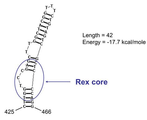 Plot Of Predicted Rna Stem Loop Secondary Structure Of Htlv 4 1863le Download Scientific