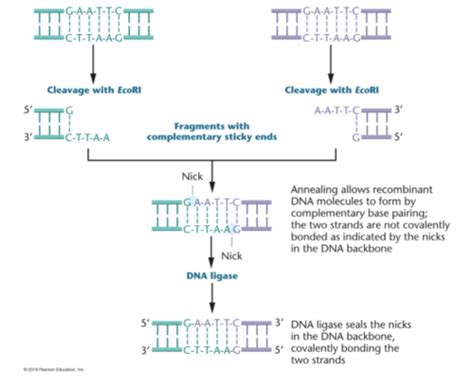 Unit Chapter Recombinant DNA Technology Flashcards Quizlet