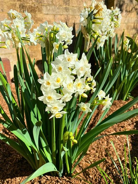 Jonquil Flower Meaning And Symbolism In Different Cultures