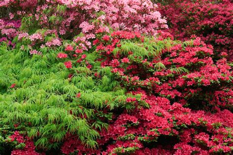 Rhododendron Planting Growing Care And Pruning