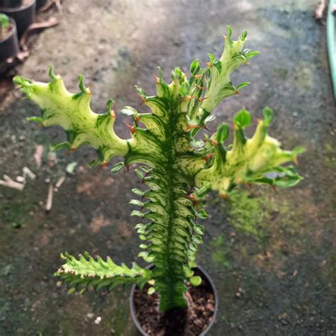 Jual Cactus Euphorbia Trigina Mutation Kab Sidoarjo Homeplant