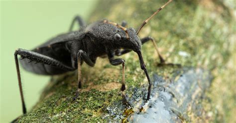 What To Do If Bitten By An Assassin Bug