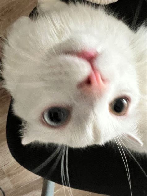 Мурлыка | Котята