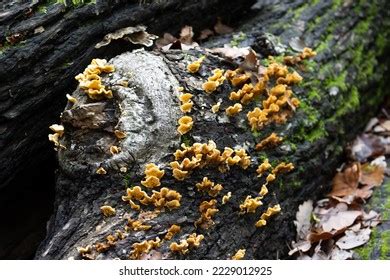 55 215 Rotten On Tree Images Stock Photos Vectors Shutterstock