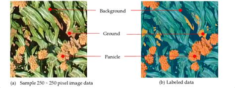 Figure 1 From A Deep Learning Semantic Segmentation Based Approach For Field Level Sorghum