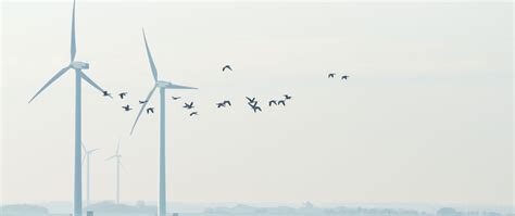 How Many Bat And Bird Fatalities Are Caused By Wind Turbines Kelly Statistical Consulting