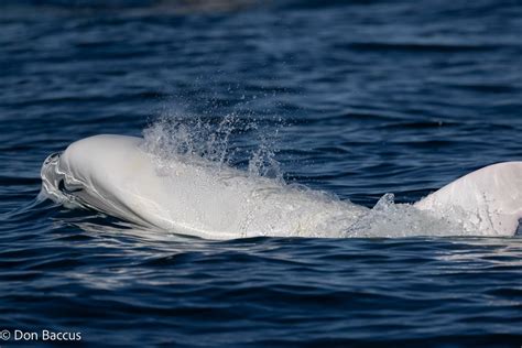 Pennella Balaenopterae