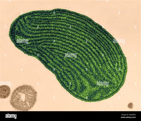 Coloured Scanning Electron Micrograph Tem Of Chloroplast From A Red