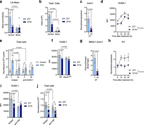 Rhythmic Dc Trafficking Induces Lymph Node Homing A Popliteal Lymph Download Scientific Diagram