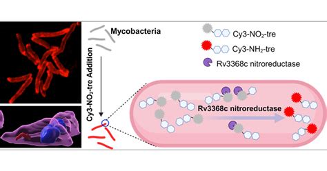 From Bench To Clinic A Nitroreductase Rv3368c Responsive Cyanine Based Probe For The Specific