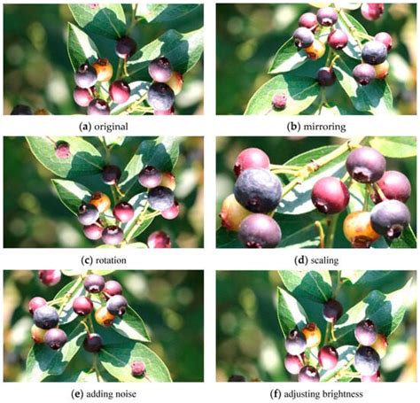 A Lightweight Detection Method For Blueberry Fruit Maturity Based On An Improved Yolov5 Algorithm