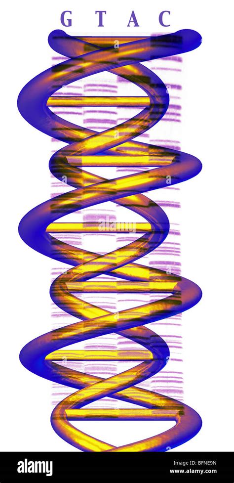 Computer Generated Three Dimensional Model Of The Dna Double Helix Superimposed Over An