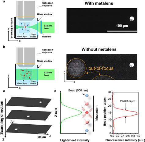 Figure 2 From Meta Lens Light Sheet Fluorescence Microscopy For In Vivo