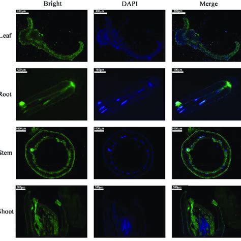 In Situ Hybridization Of Mrna Of Mdcol In Leaf Root Stem And Bud Of