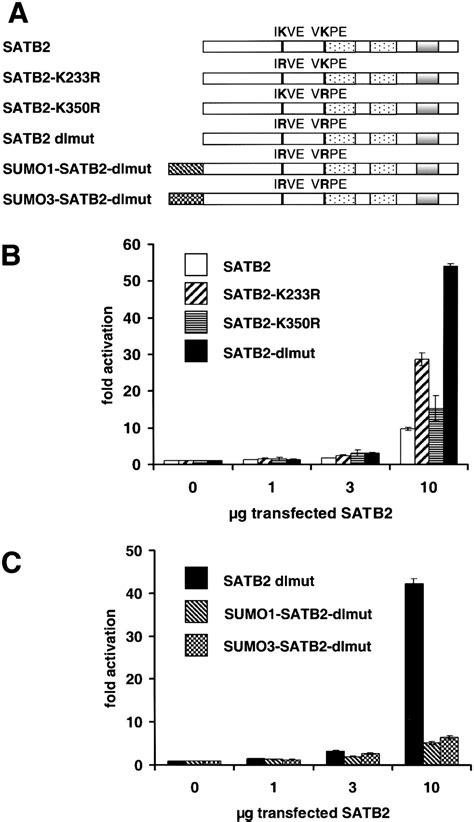 Sumo Modification Of A Novel Mar Binding Protein Satb2 Modulates