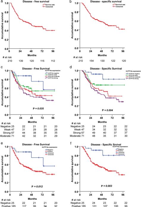 Overexpression Of U Three Protein 14a Utp14a Is Associated With Poor Prognosis Of Esophageal