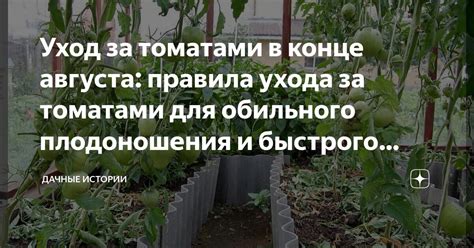 Уход за томатами в конце августа правила ухода за томатами для обильного плодоношения и