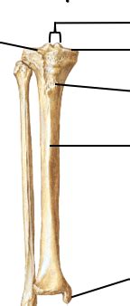 Tibia Anterior View Diagram Quizlet Tibia Anterior View Diagram Quizlet
