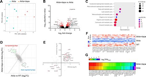 Transcriptomics Of Sglt2 Positive Early Proximal Tubule Segments In Mice Response To Type 1