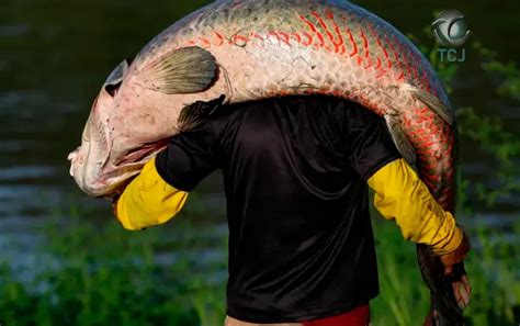 Peixe Gigante Da Amazônia De Mais De 2 Metros é Pescado Na Bahia