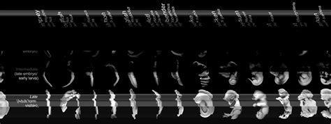 Comparative Embryology Photographs