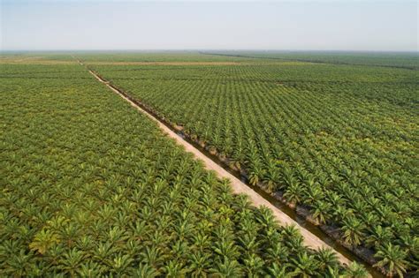 Palm Oil Tree Plantation