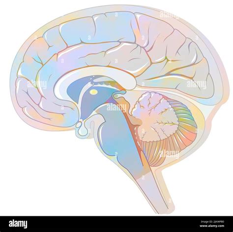 Cerebrospinal Fluid Diagram
