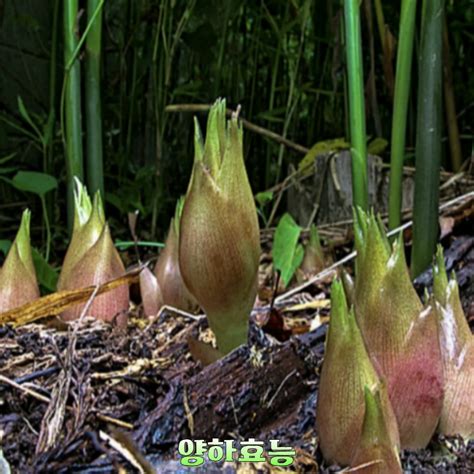 양하 효능 영양성분 고르는법 부작용