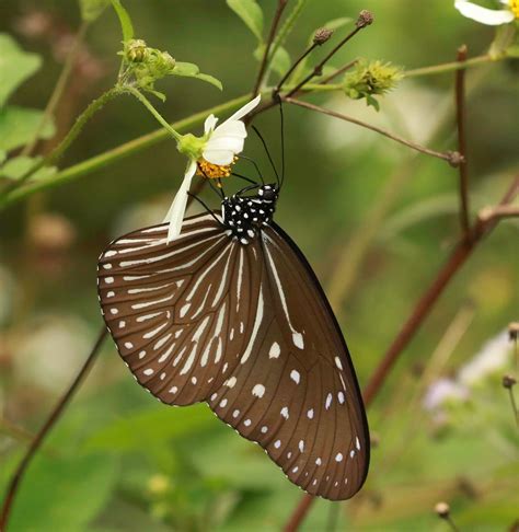 Butterflies Of Vietnam 252 Euploea Mulciber Mulciber The Striped
