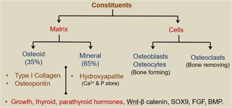 Comprehensive Study Guide On Bone And Joint Pathologies In Medicine