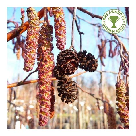 Alnus Incana Laciniata Cut Leaved Alder Tree Ornamental Trees