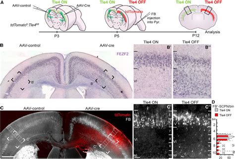 Differentiated Cthpn Transform Their Identity In The Absence Of Tle4 Download Scientific