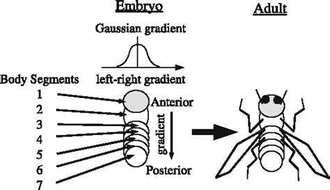 Figure 2 From Compositional Pattern Producing Networks A Novel Abstraction Of Development