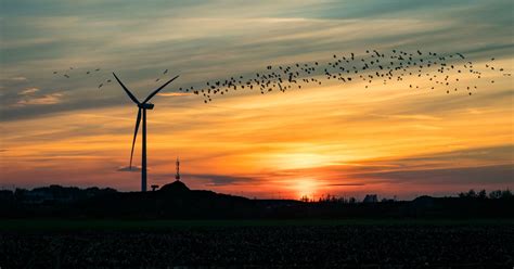 Boulder Imaging To Deploy Ai Powered Bird Monitoring System Across