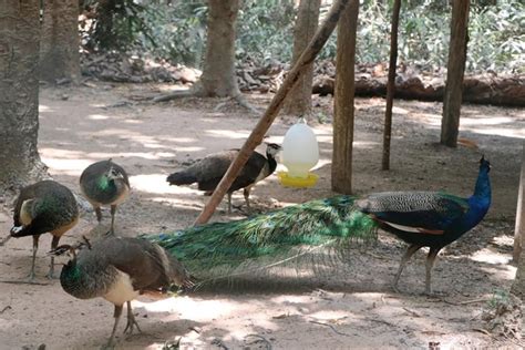 អាជ្ញាធរជាតិអប្សរា ពង្រីកសួនរុក្ខជាតិអង្គរ ពីទំហំ១៥ហិកតា ទៅ១៥០ហិកតា