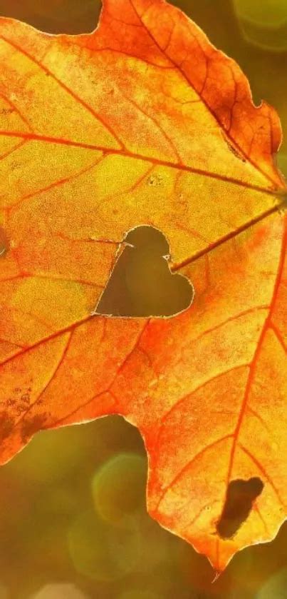 Autumn Leaf Heart Wallpaper Free Download