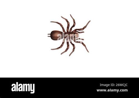 Detailed Spider Anatomy With Labeled Body Parts Stock Video Footage Alamy