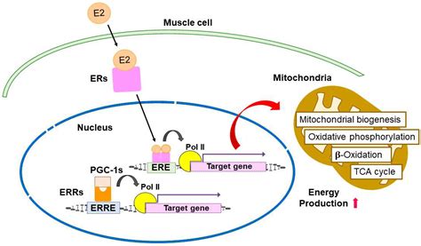 Roles Of Estrogen Estrogen Receptors And Estrogen Related Receptors