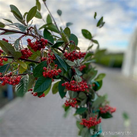 Cotoneaster Lacteus 10l Kellys Nursery