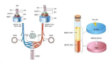 뷰티 컬럼 피부기관 구조를 살피다