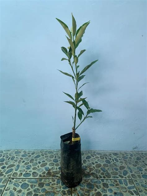 Bibit Buah Jeruk Nagami